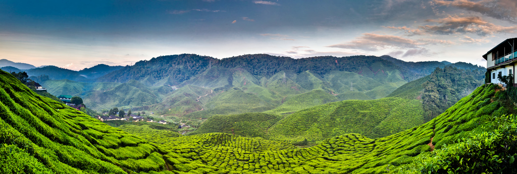 Cameron Highlands in Malesia: un viaggio nel verde smerald… | Flickr